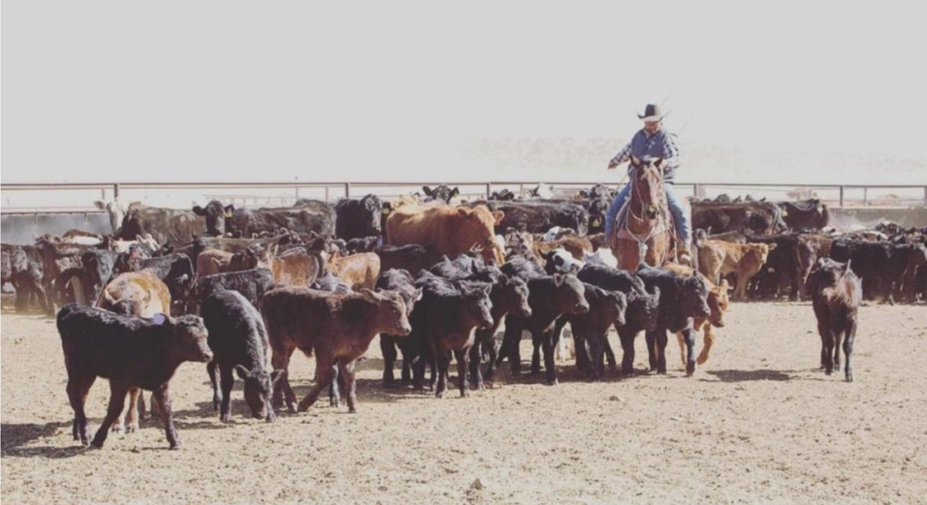 Our Story – The Cow Lot